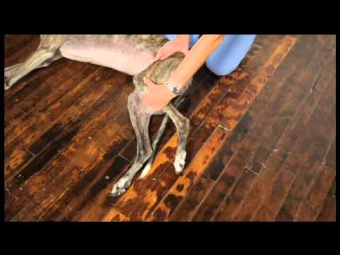 Video 10 Dog Physical Therapy Hip Abduction - YouTube