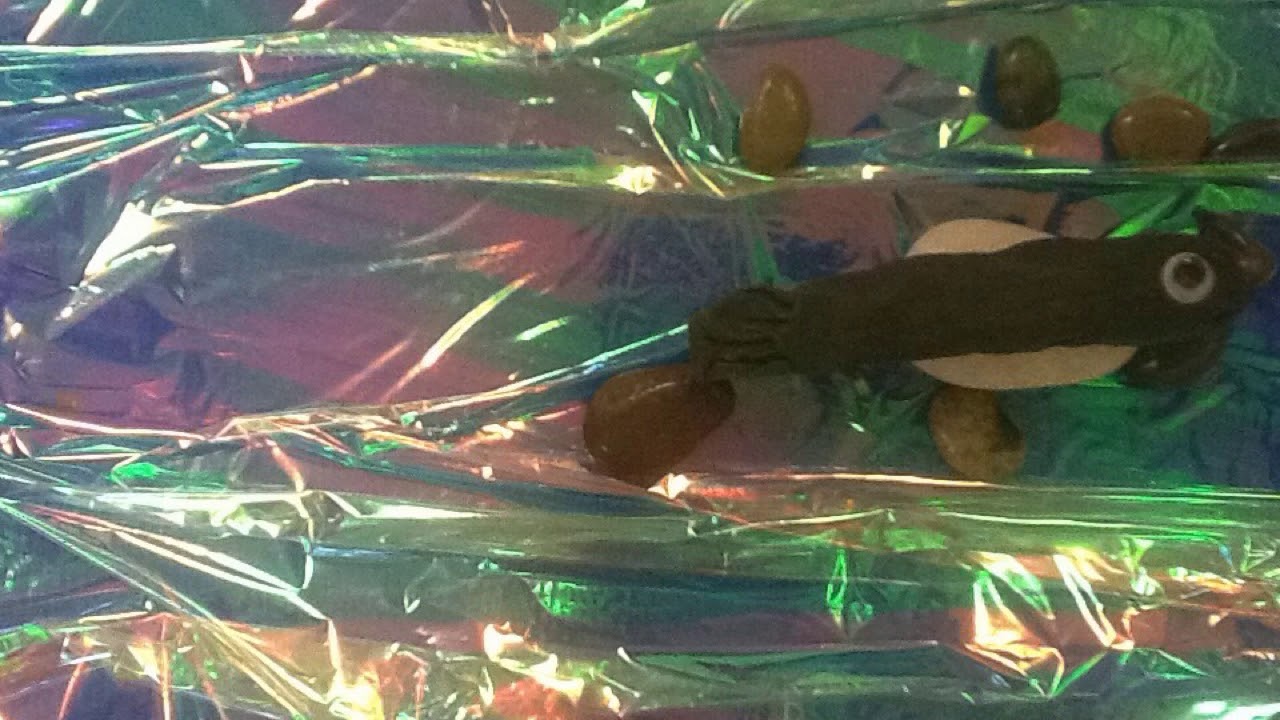 The Life Cycle of a Rainbow Trout - YouTube