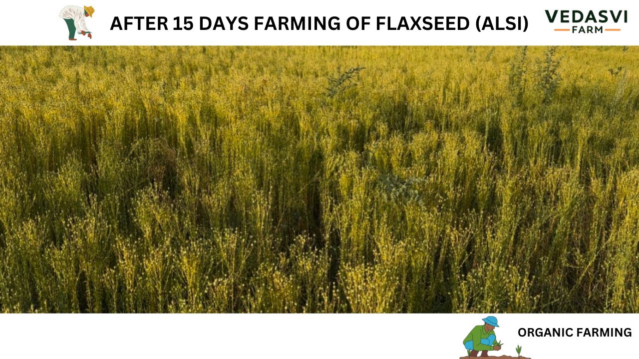 After 15 Days Organic Alsi (Flaxseed) Farming at Vedasvi Farm ...