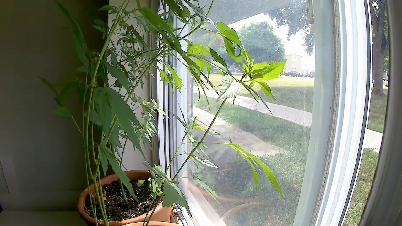 Cannabis Plant Time Lapse - Update July 18 2020 - YouTube