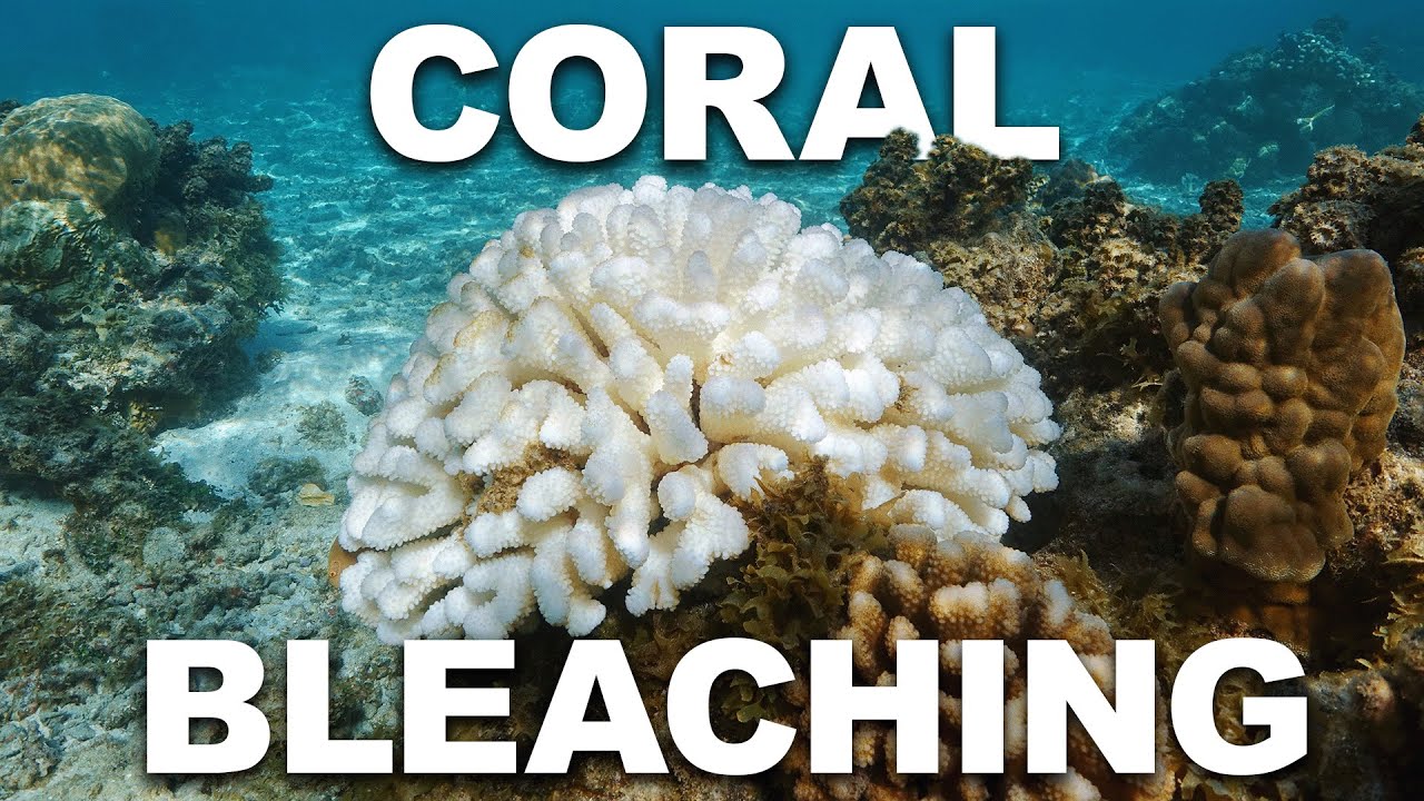 The Vulnerable Wildlife Of China's Coral Reef | China Wild - YouTube
