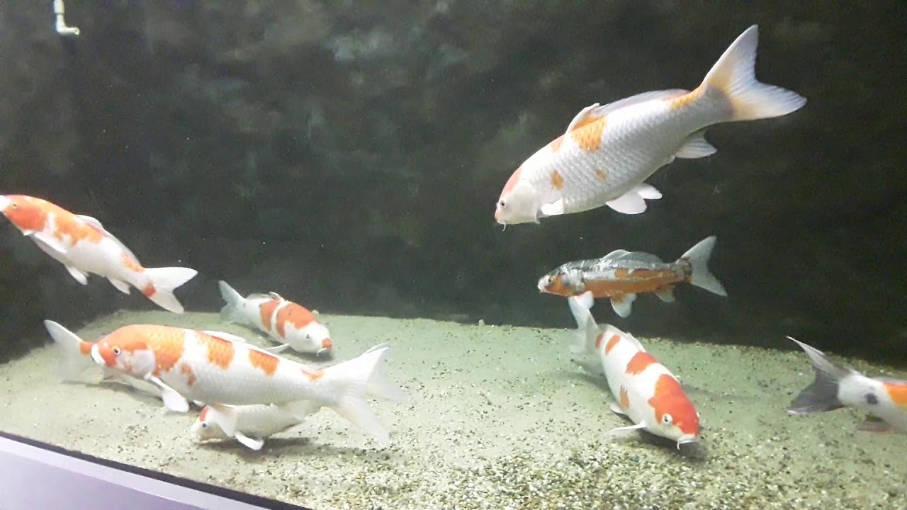 Acvariul de la Complexul Muzeal "Delta Dunării" din Tulcea - YouTube