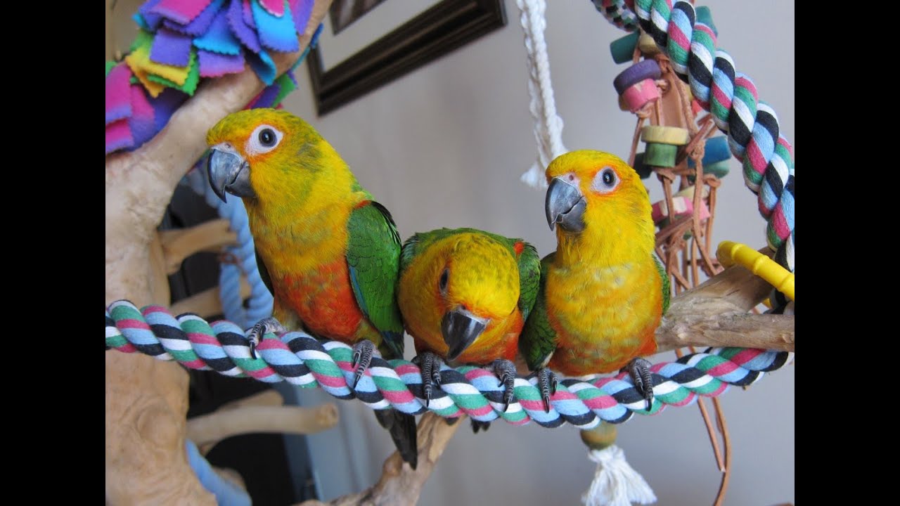 12 week old baby Jenday Conures - YouTube