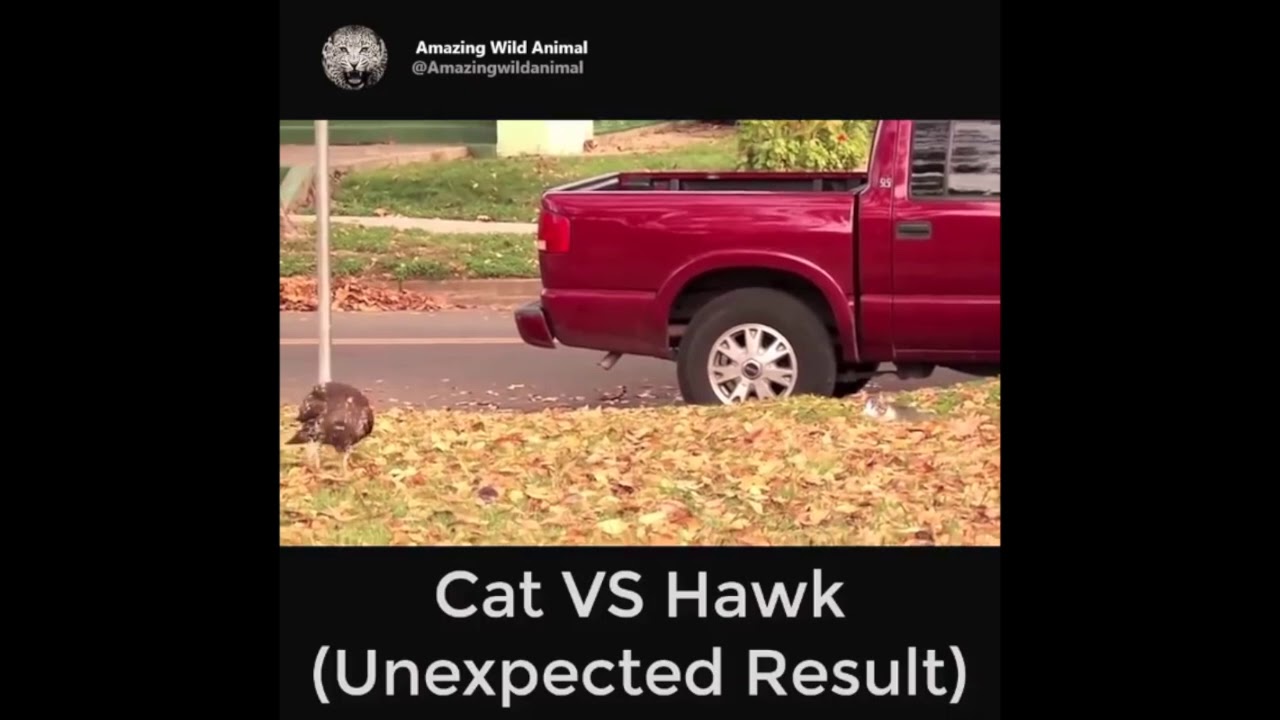 Cat Vs hawk - YouTube