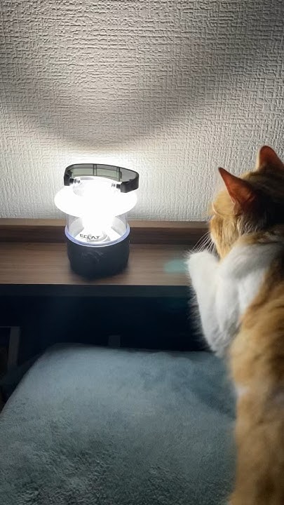 停電 Power outage #shorts #猫 #猫動画 #猫といる暮らし #cat #kitten - YouTube
