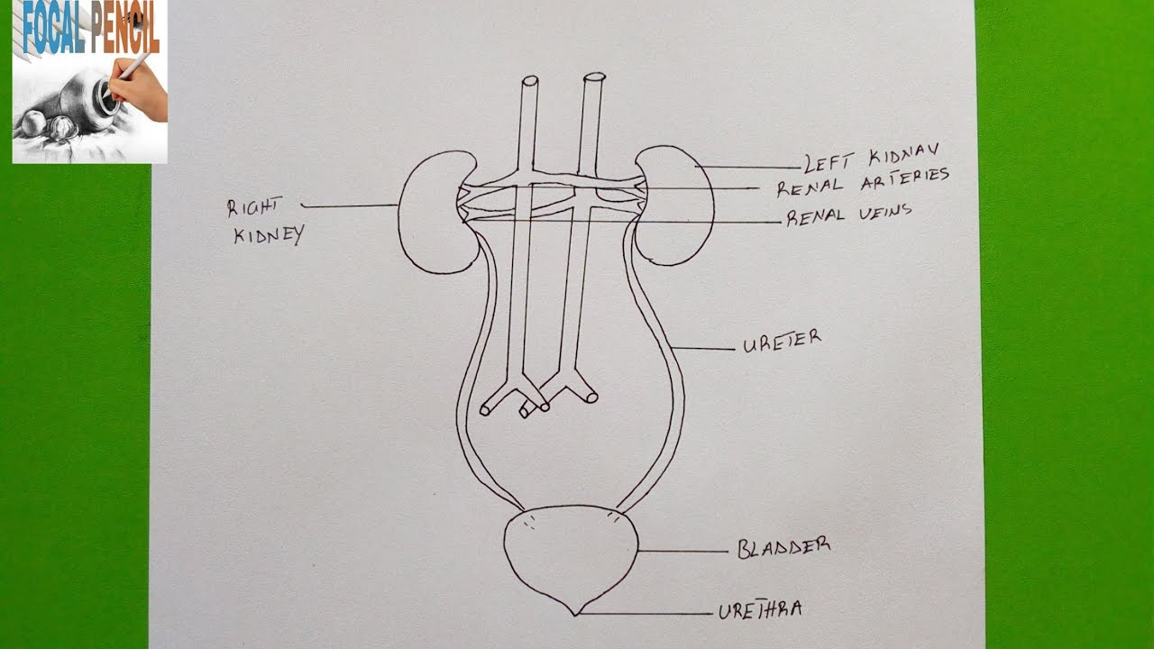How To Draw Human Kidneys - YouTube