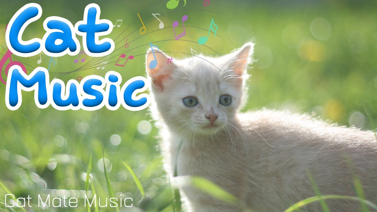 Calming Music for Cats: Soothing Sounds to Relax Your Feline Friend ...