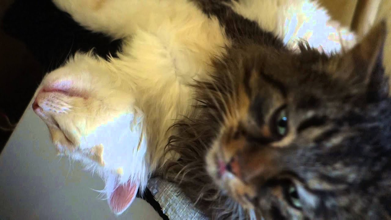 Original. File. Source 6. Cats. Love. Games - YouTube