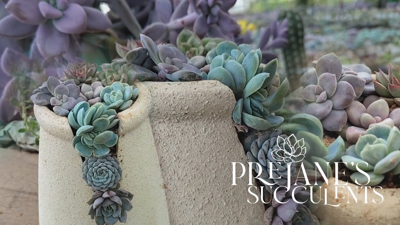 How to make a simple succulent dish garden for beginners | Prejane's ...