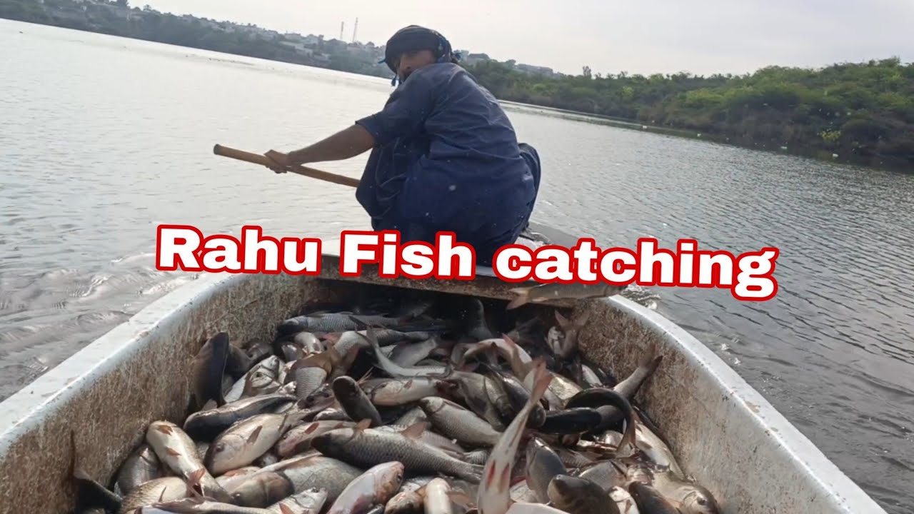 Rahu Fish Catching Videos 🥰 - YouTube