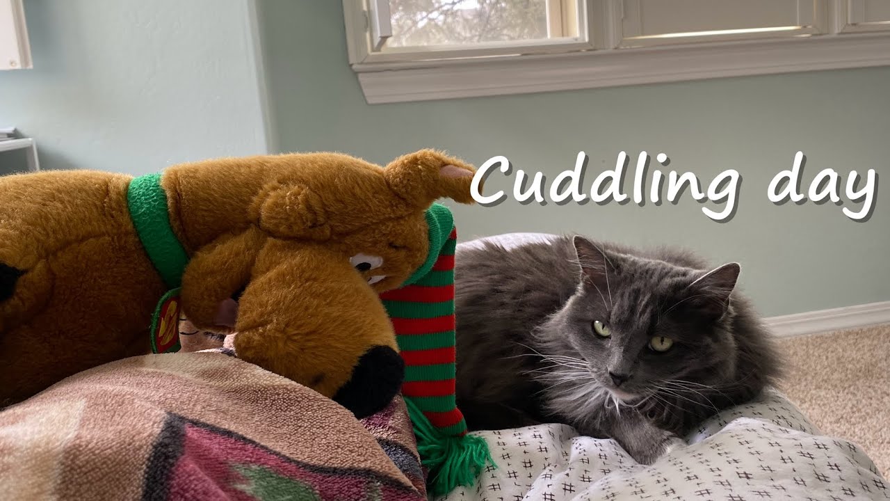 Cuddling day with Libby cat - YouTube