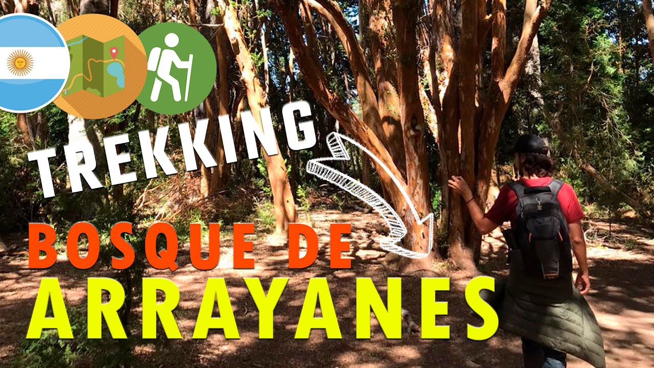Camino a Bosque de Arrayanes sin excursión desde Villa La Angostura ...
