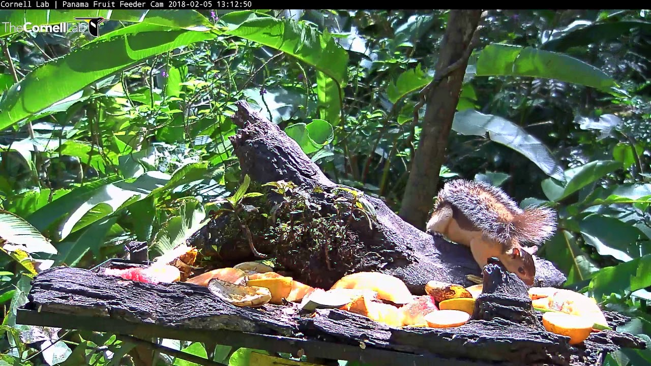 Variegated Squirrel – Panama Fruit Feeders – Feb. 5, 2018 - YouTube
