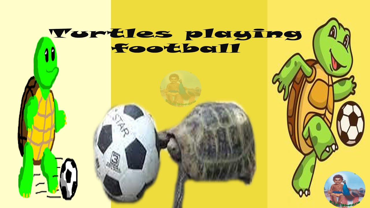 Tortoise Who Loves Playing Football - Turtles playing football with ...
