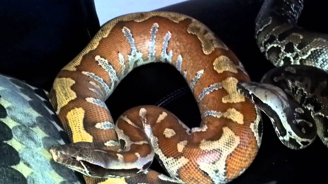 Male blood pythons chillen - YouTube