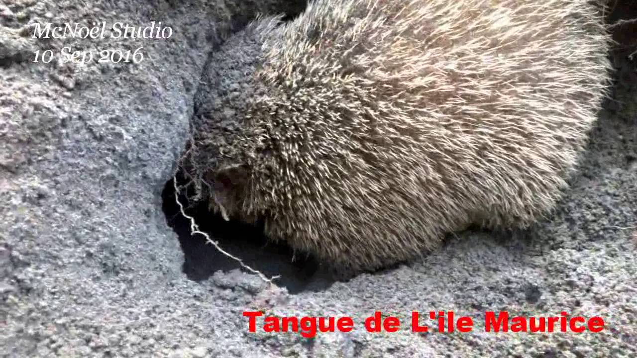 Hérisson - Tangue de L'ile Maurice - Mauritian Hedgehog (Mauritius ...