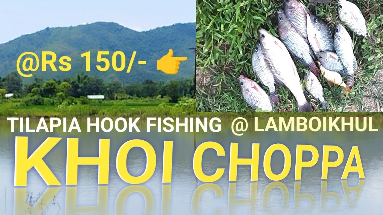 Khoi choppa Lamboikhul da 🎣 | Fishing after heavy rains | common carp ...