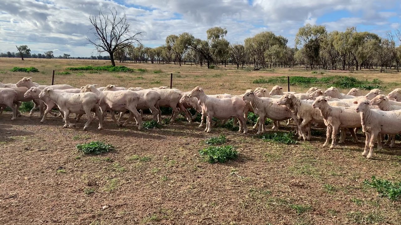 Westray Merino Ewes Scanned in lamb to Twins Offered on Auctions plus ...
