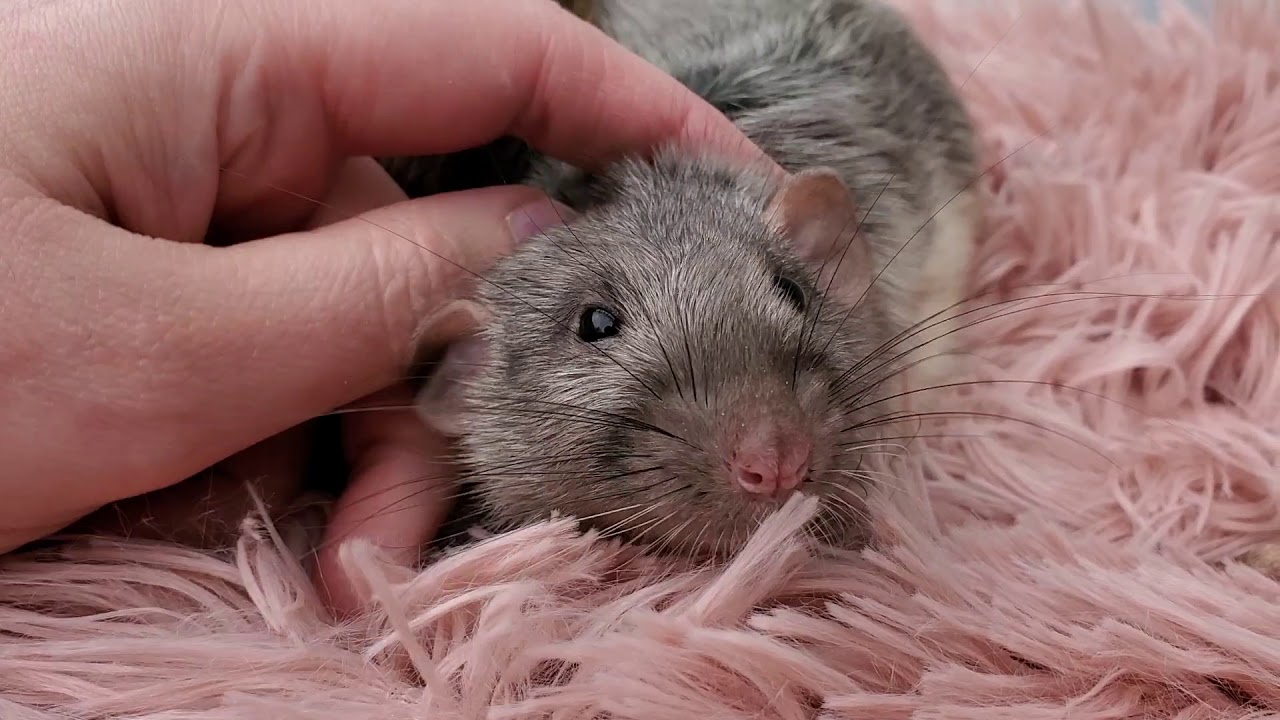 Agouti & Black Silvermane Downunder Rat pair - YouTube