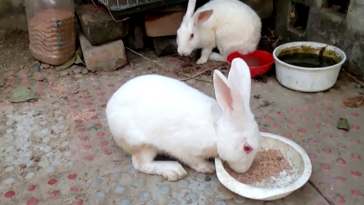 White Rabbits Cute Bunny Couple - YouTube