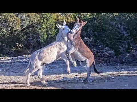 Donkeys Fighting For The Ball - YouTube