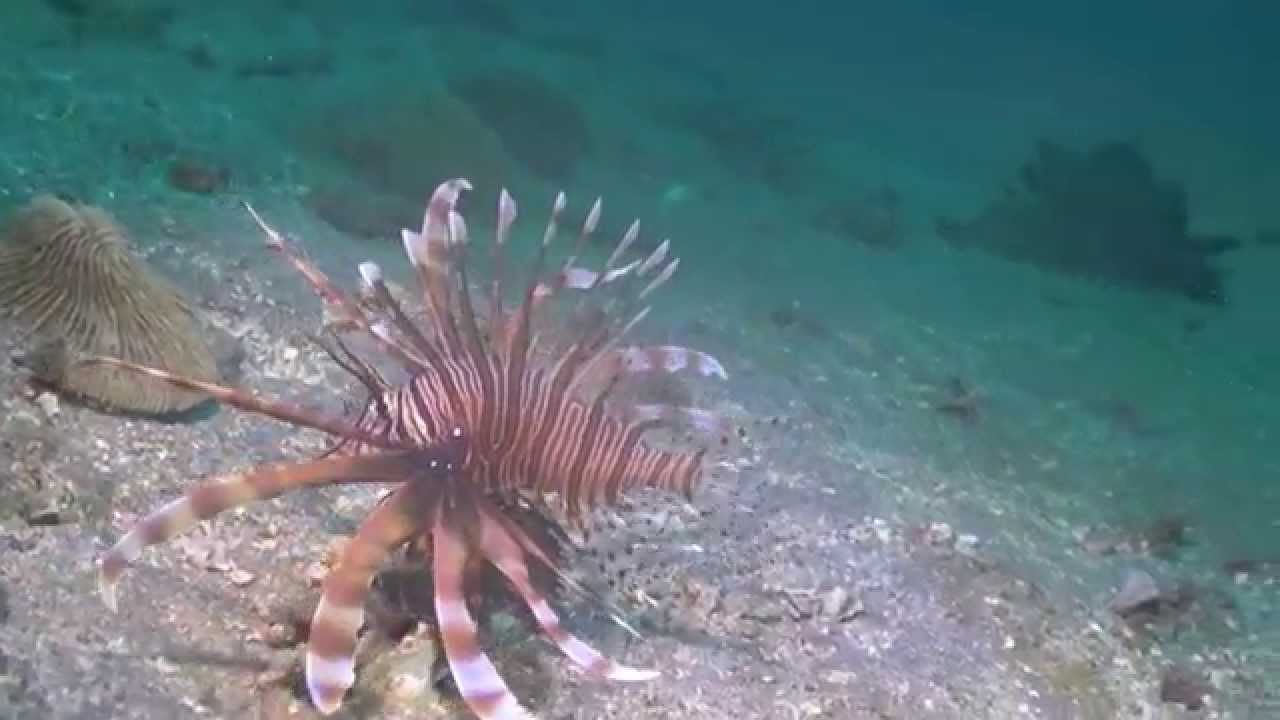 Scorpion Fish Families of Bali - YouTube
