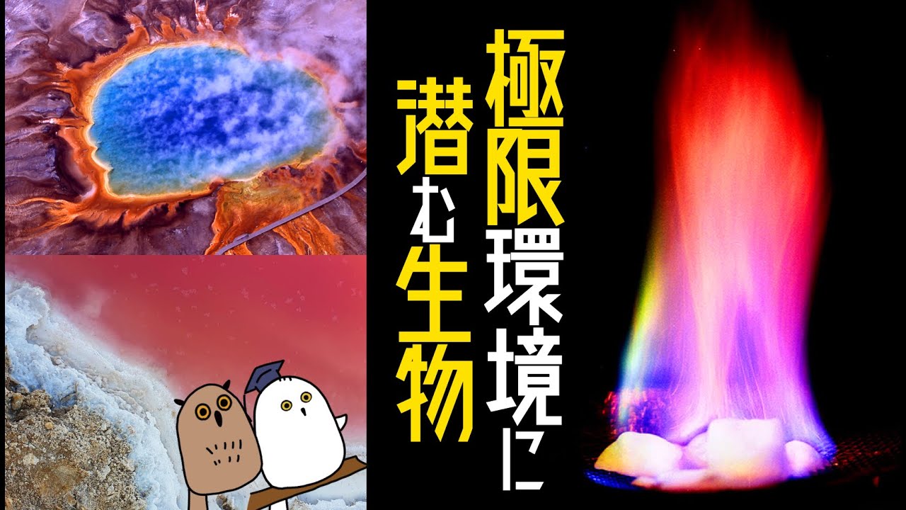 【ゆっくり解説】私たちの祖先? 神々の名を持つ太古の生き物:極限環境微生物【 生態 古生物 科学 】 Youtube