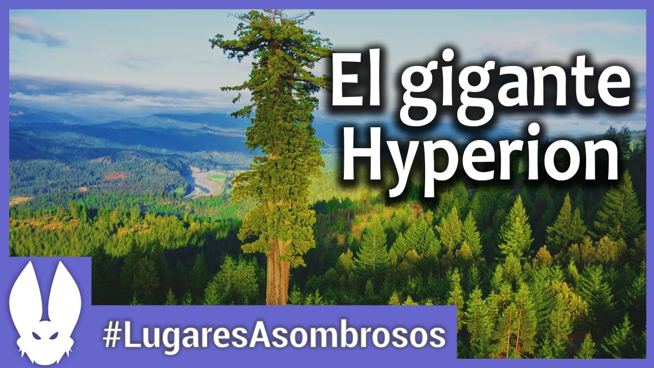El árbol Más Alto Del Mundo Hyperion