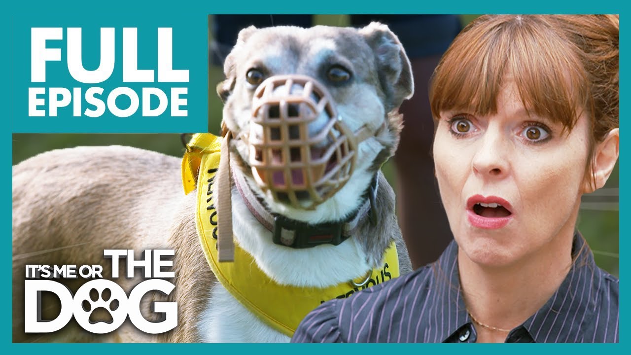 Dog Bullies Sibling And Is A Nightmare on Walks | Full Episode 110 | It ...