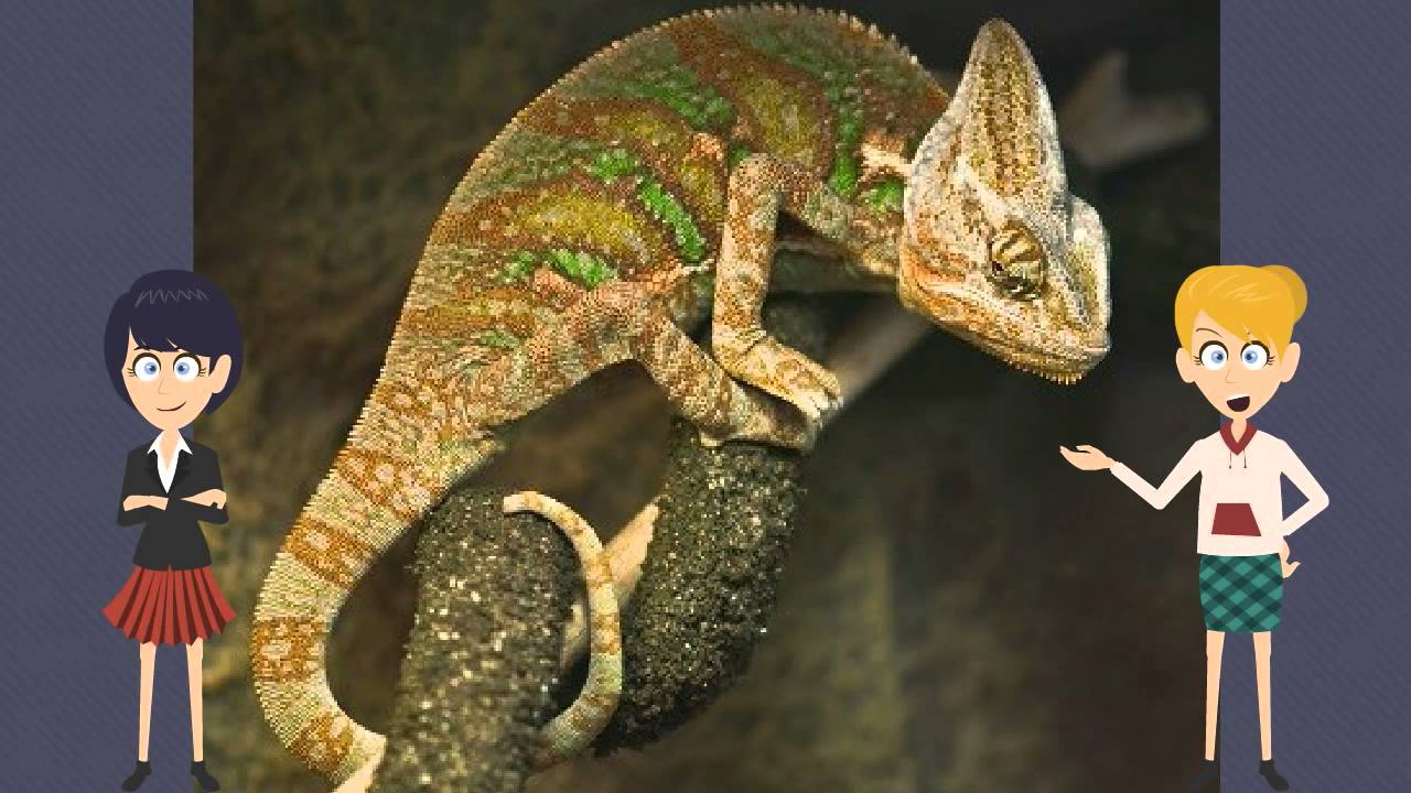 Interesting Music Video Book For Kids About Lizards - YouTube
