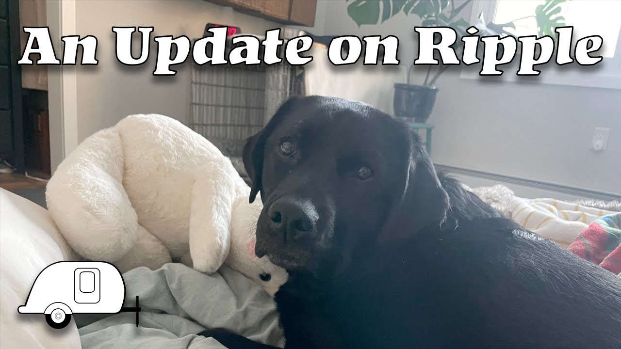 Ripple Update | CCL Tear - YouTube
