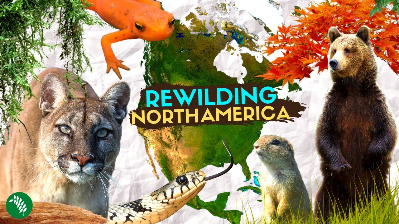 5 REWILDING Success Stories of North America - YouTube