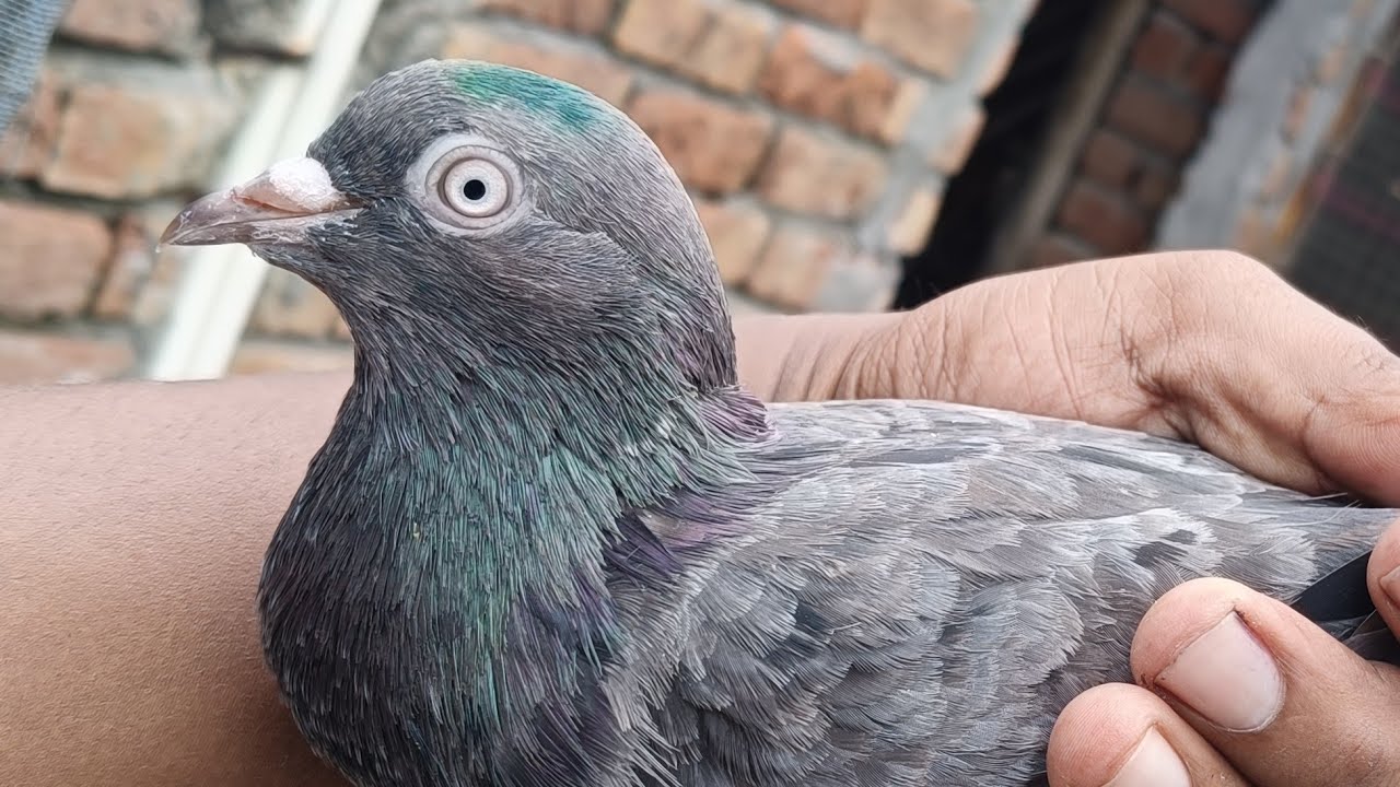 Top quality ke pure blood line ke pure Panjabi malwai kabuter for sale ...