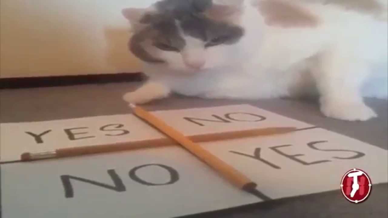 Charlie Charlie Pencil Game Challenge - Cat Hates playing Charlie ...