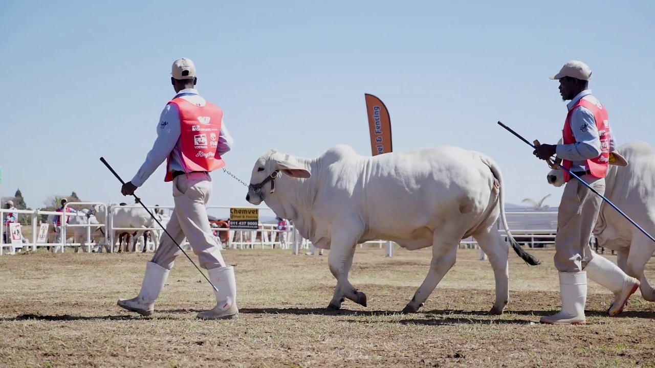 African Brahman Congress 2018 Highlights - YouTube