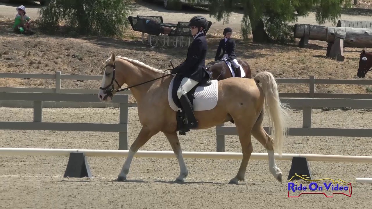 243D Ashley Nelms on Delightfully Dandy SR Beginner Novice Dressage ...