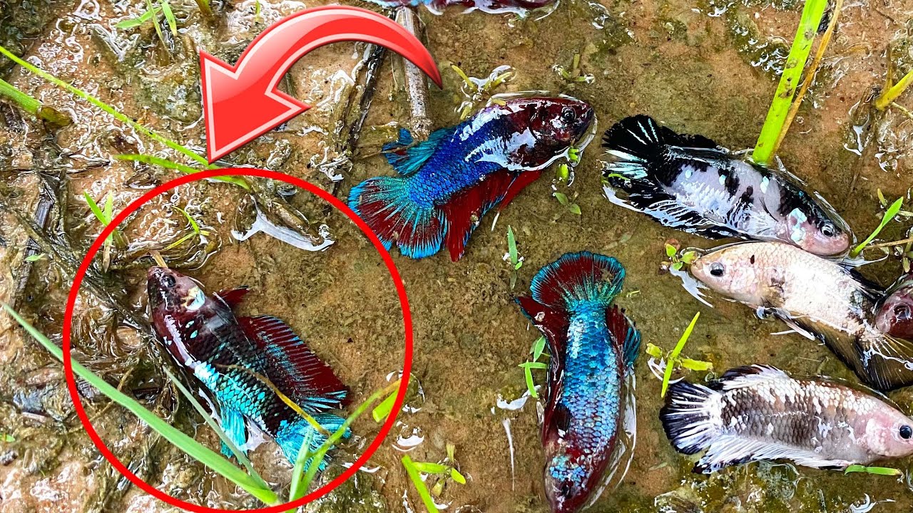 Watch This Epic Betta Fish Catch in Rice Field Finding Unbelievable ...