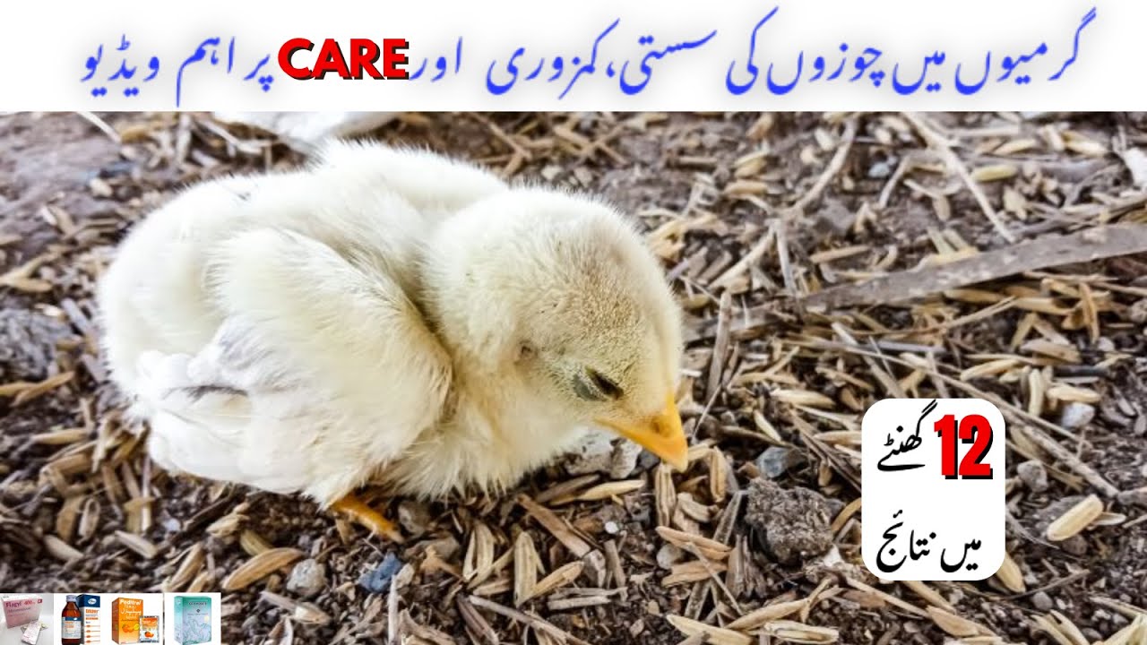 Treatment of chicks disease in summer /Chicks Care in summer | Rajgan ...