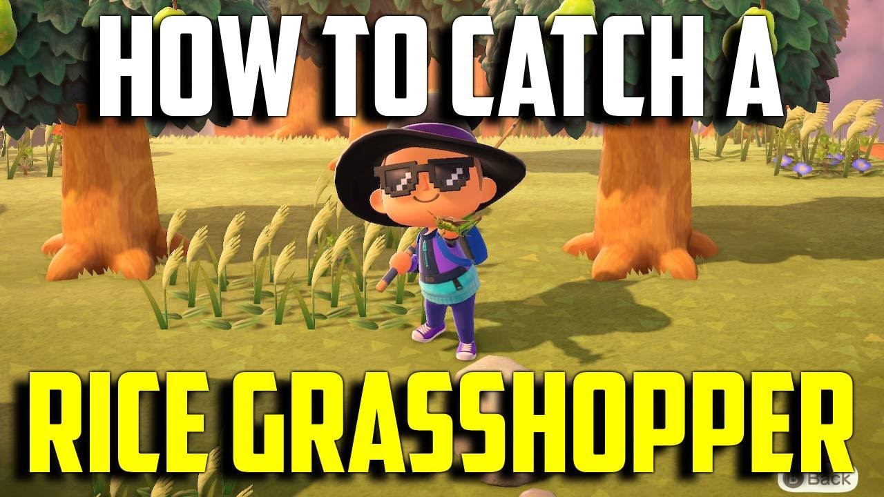 How to Catch a Rice Grasshopper | Rice Grasshopper ACNH | Animal ...