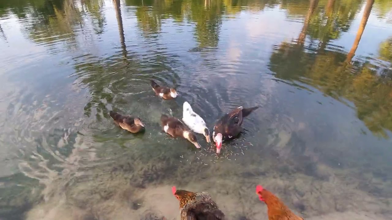 Muscovy mama with Muscovy/Pekin hybrid ducklings (Mulards) - YouTube