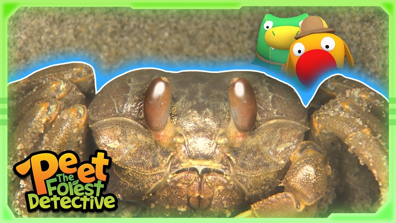 The Crab and the Missing Seashell 🦀🐚| Animal Stories For Kids | Peet ...