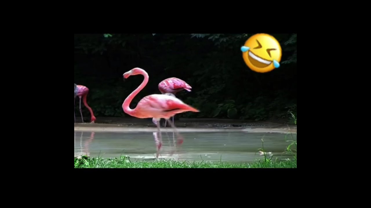 Funny And Cute Animals! 😂 | Try Not To Laugh | Funny Animals Video ...