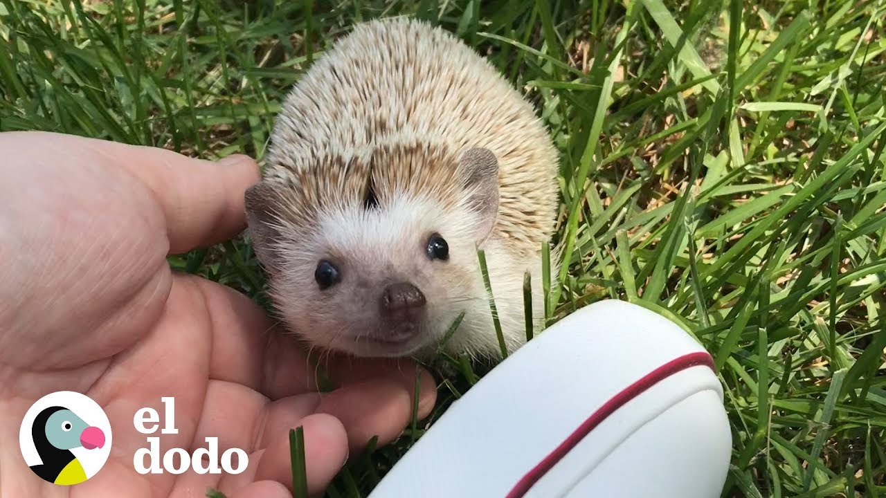 Este pequeño erizo ama las caricias | El Dodo - YouTube