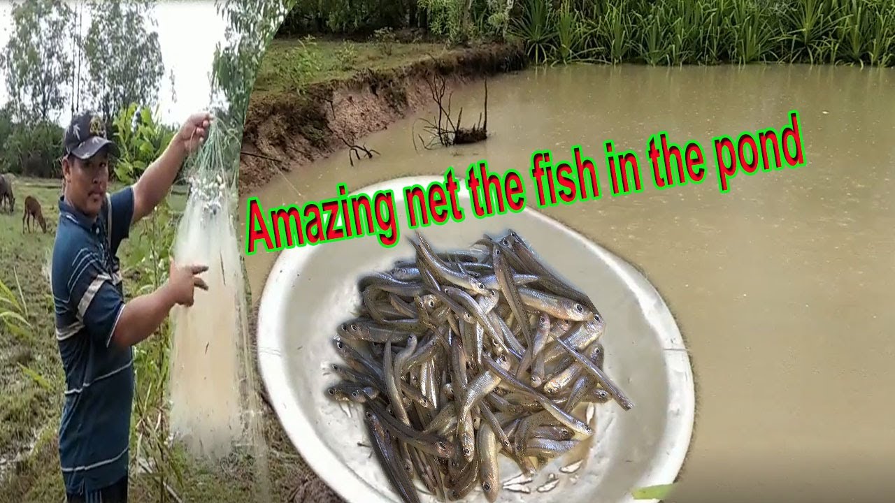 Net and trap the small fish by using the net fishing videos| Primitive ...