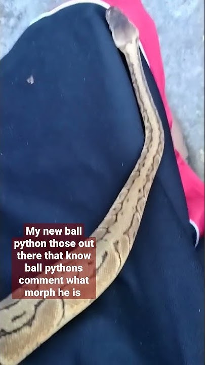I GOT A NEW BALL PYTHON! - YouTube
