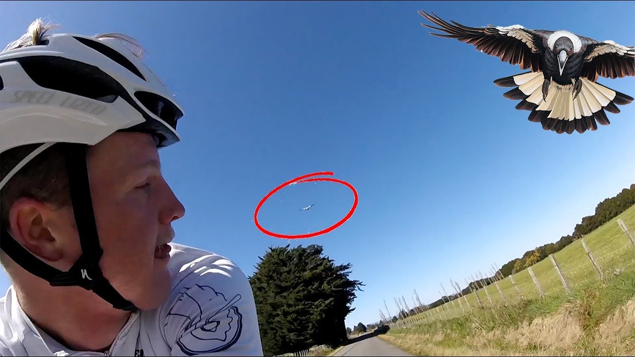 FIRST MAGPIE ATTACK OF THE SEASON! - YouTube