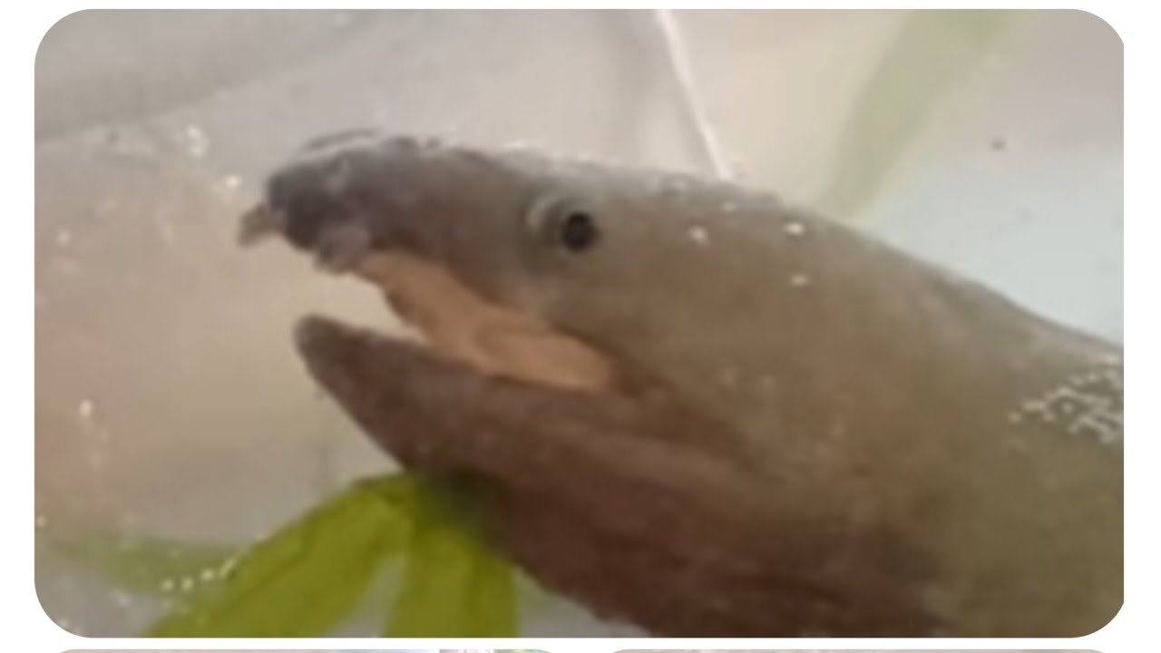 Eel 🪱 | Indian Mud Moray Eel 🪱| Gymnothorax tile | Sea Vaam Fish | Sarp ...