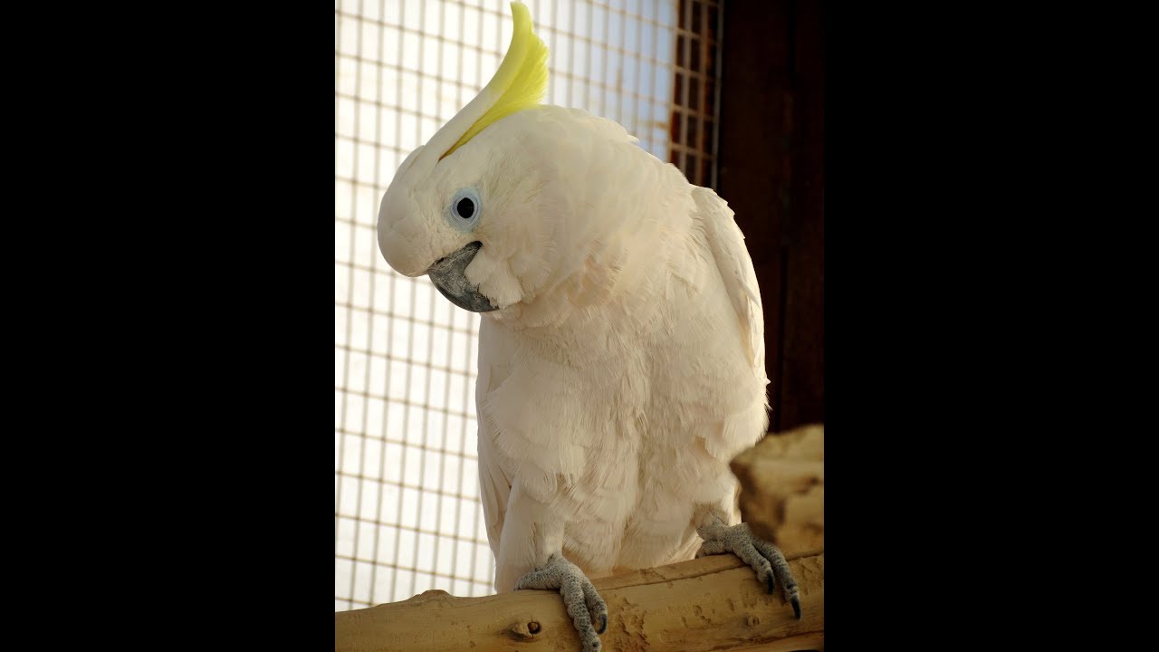 Boys' Cockatoo Aviary Project - YouTube