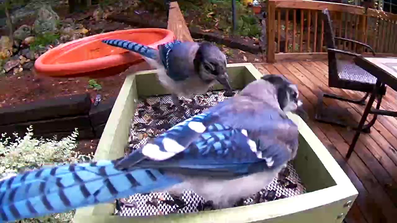 Blue Jays Dancing - YouTube