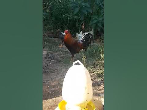 Gà nọc điều siu Mỹ 3kg2 - YouTube